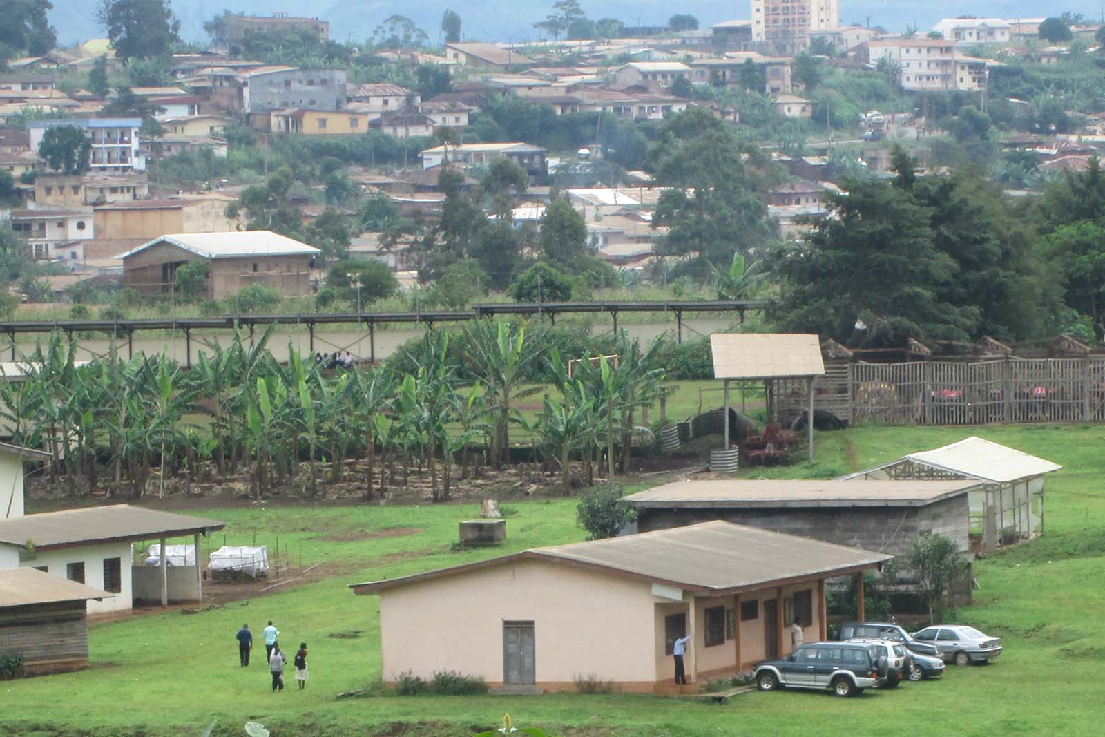 Food Security in Africa's Secondary Cities: Dschang, Cameroon ...